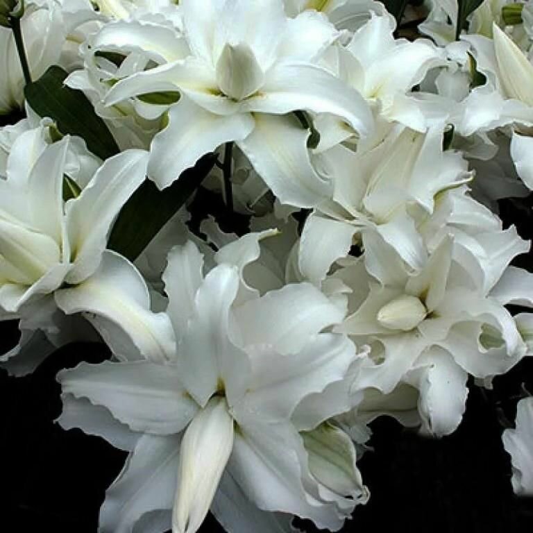 Лилия Май Веддинг 1 шт