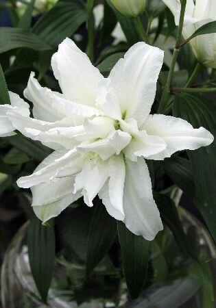 Лилия Roselily Моника 5 шт луковицы, клубни, корни цветов