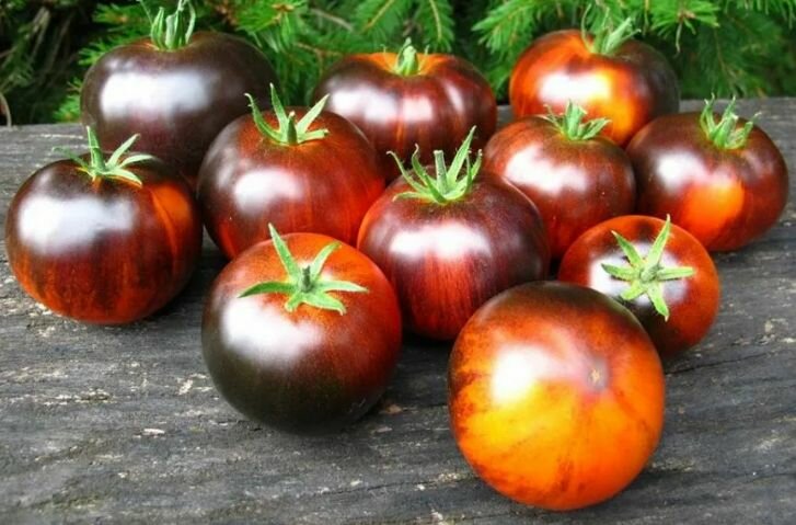 Коллекционные семена томата Сержант Марли 2022