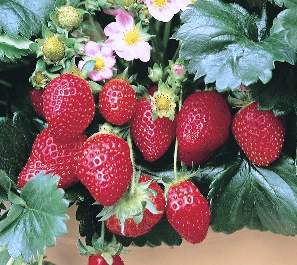 Семена Земляника S1 Вечность 10 шт.