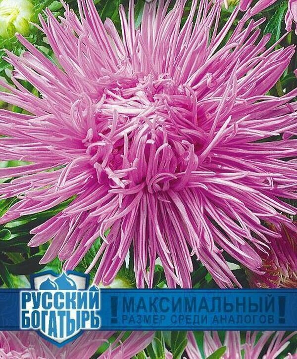 Астра Голиаф (кристалл) розовый серия Русский богатырь