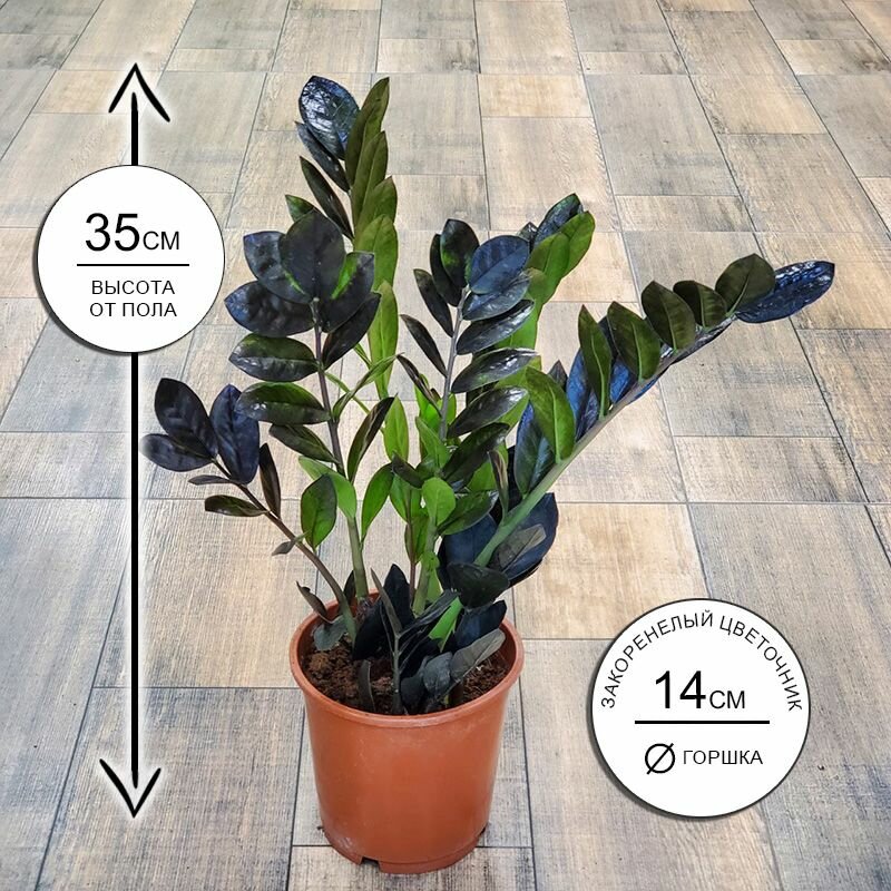 Замиокулькас Равен 14*35, живое комнатное растение в горшке, Закоренелый Цветочник