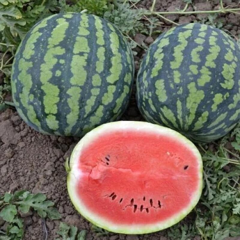 Семена Арбуза "Фотон", 10 шт. семян