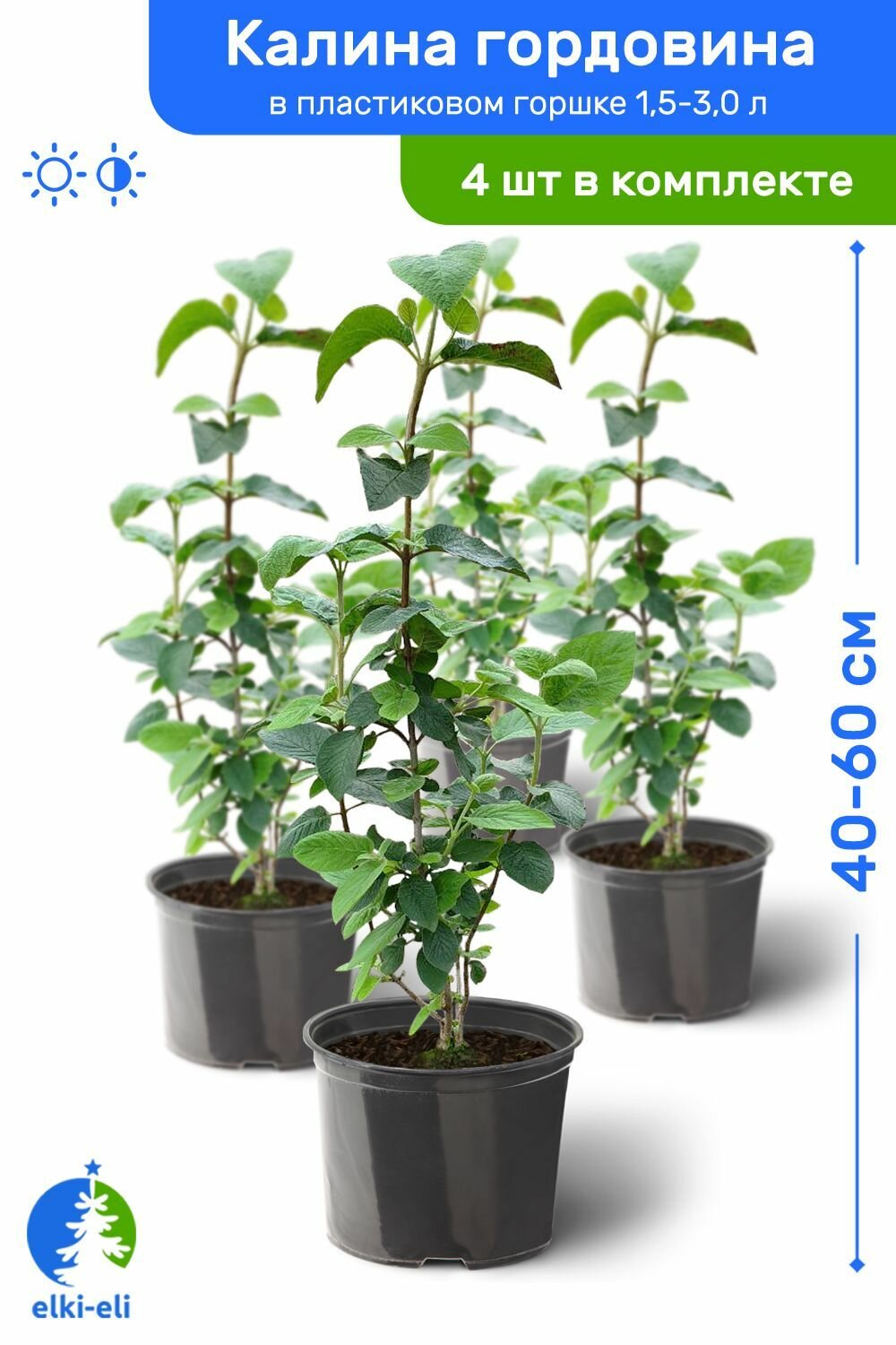 Калина гордовина 40-60 см в пластиковом горшке 1,5-3 л, саженец, лиственное живое растение, комплект из 4 шт