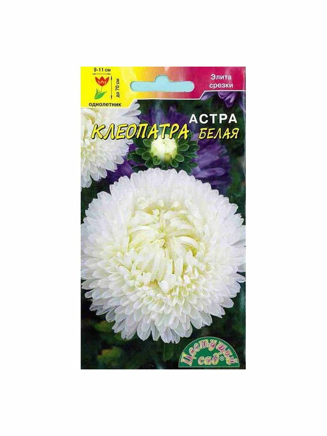 Семена Астра Клеопатра белая, однолетник, Цветущий Сад, 1 пачка - 0.2г семян