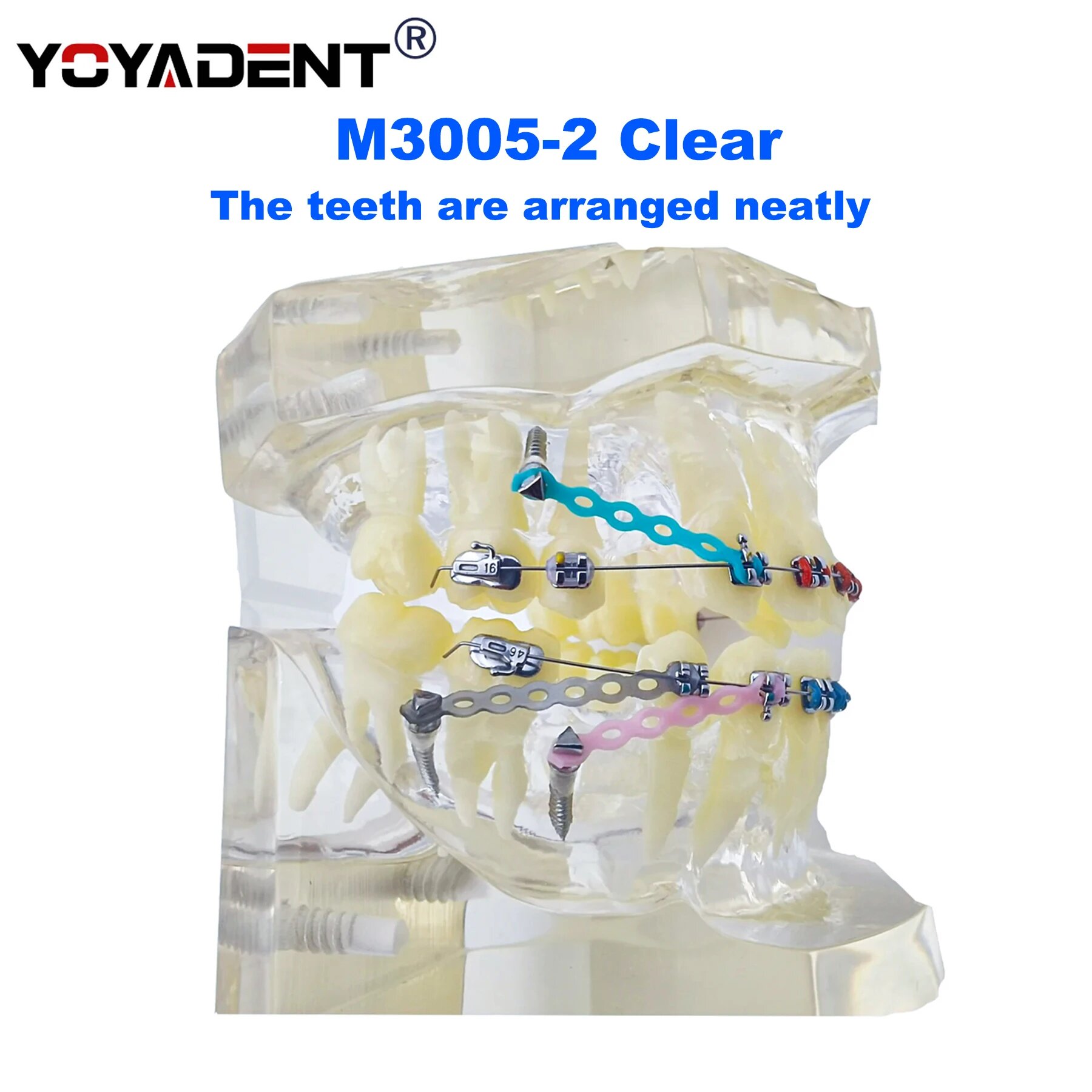Модель зубов YOYADENT Orthodontic Teeth Model