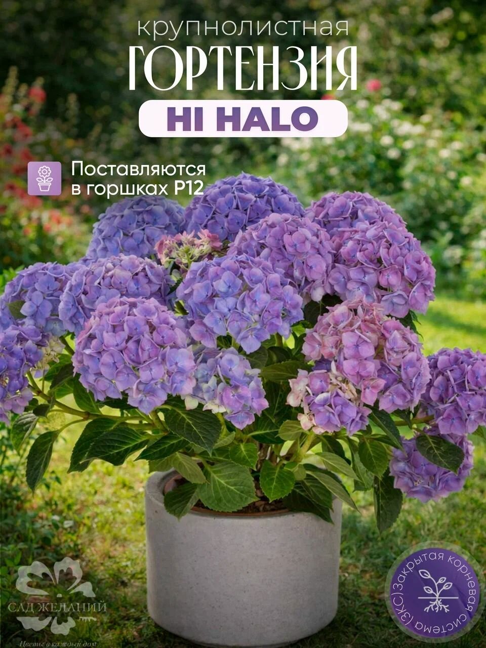 Гортензия ремонтантная Hi Halo Р13, декоративное растение , комнатное растение для дома, квартиры и офиса