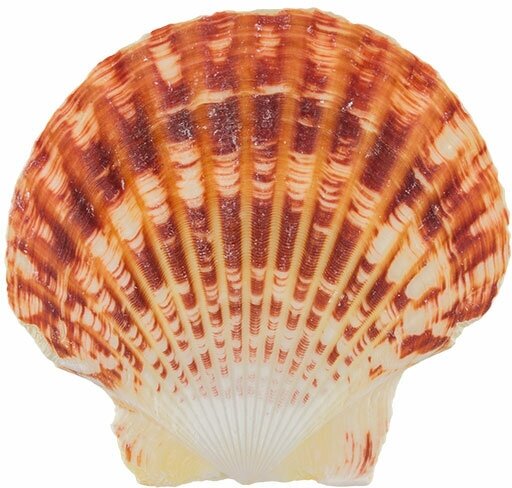 Zlatka / Blumentag DRF-013 Ракушки Pecten Lentigious (Untrimmed), набор 5 шт, 5.7 см