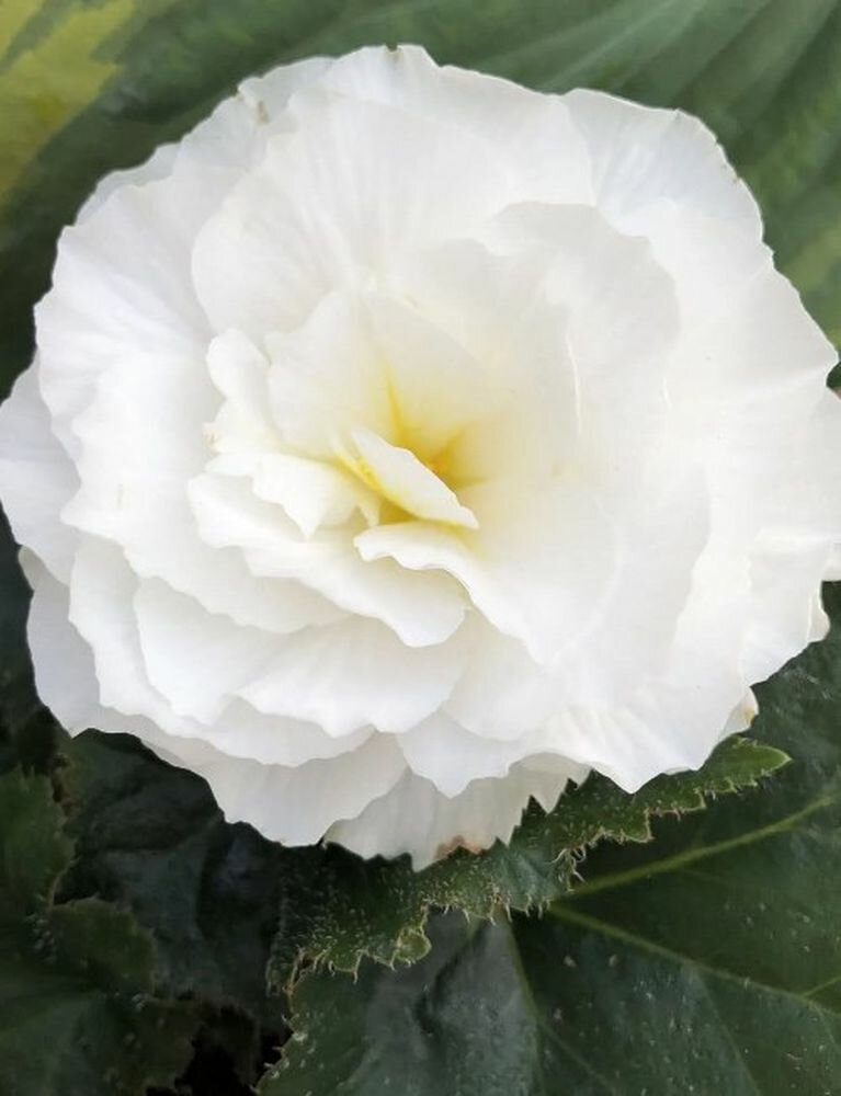 Луковицы поиск бегония нон-стоп вайт 2 шт