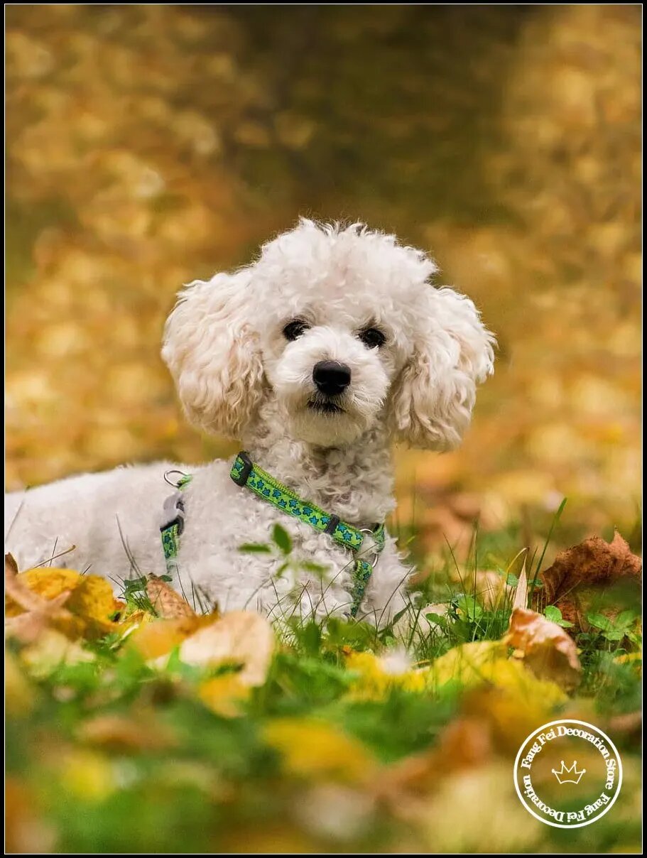 Алмазная мозаика на подрамнике "Домашняя собака Пудель" круглые бриллианты 40х50см