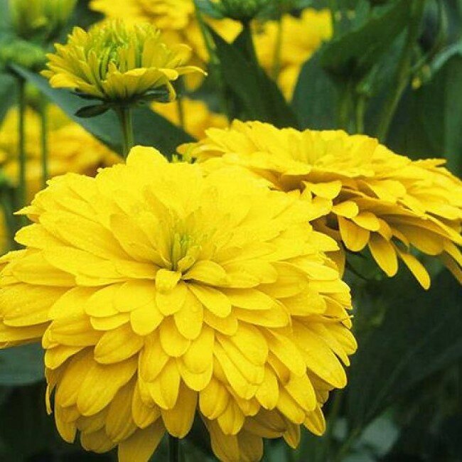 Рудбекия рассеченная Голдквелле (1 корневище в пакете с торфом), Нидерланды