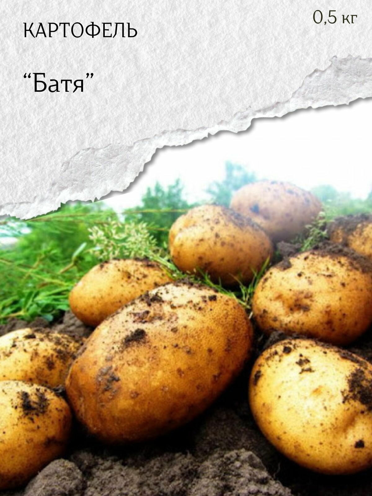 Картофель "Батя", семенной белый 500 гр.