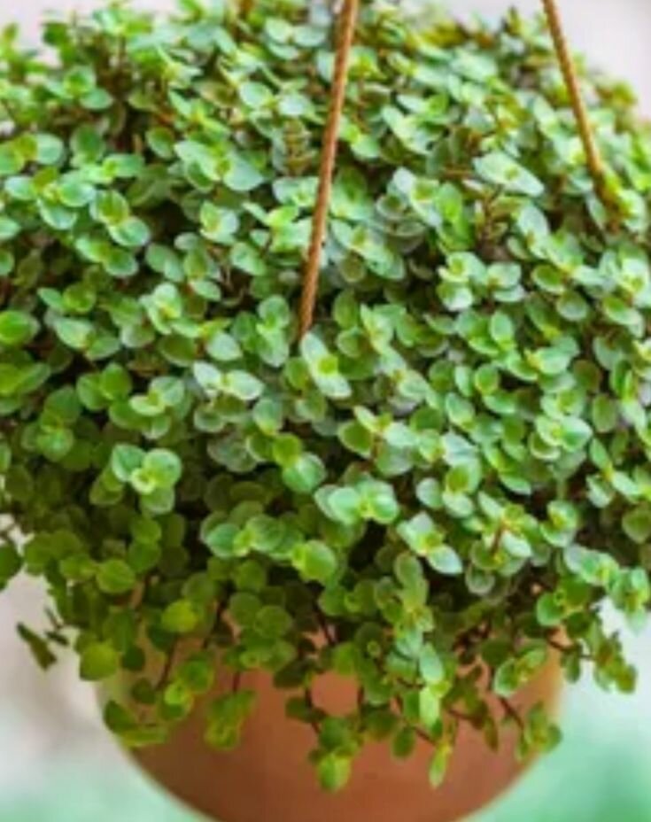 Каллизия традесканция мелколистная черенки для укоренения 15 шт.