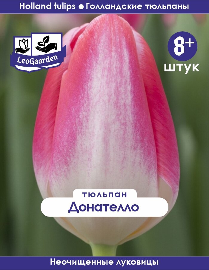 Тюльпан Луковица Донателло 8+ шт (LeoGaarden)