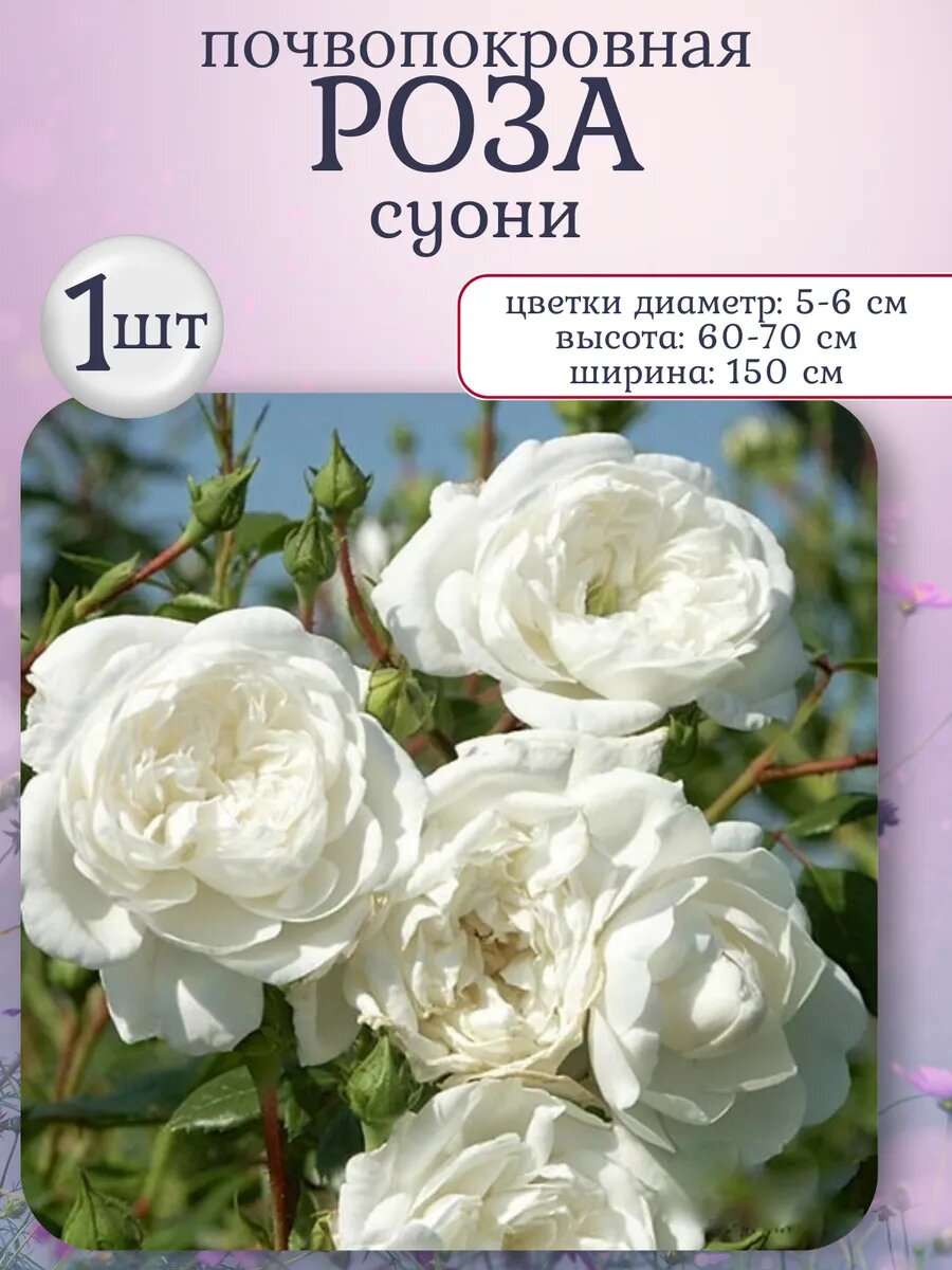 Роза почвопокровная, многолетние цветы 1 шт