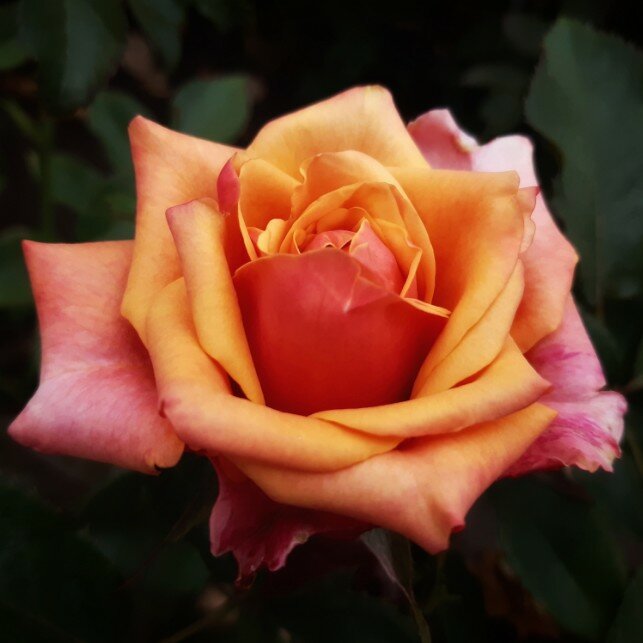 Роза Черри Бренди (1 саженец), Польша