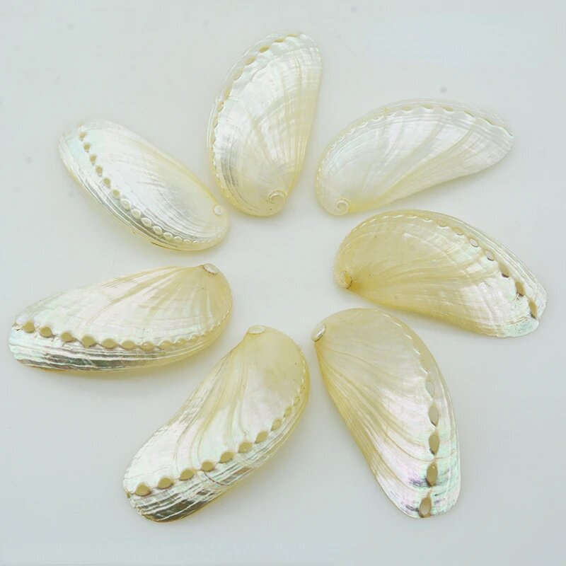 Натуральные раковины Абалон 6-8 см, 6 шт 4-6cm