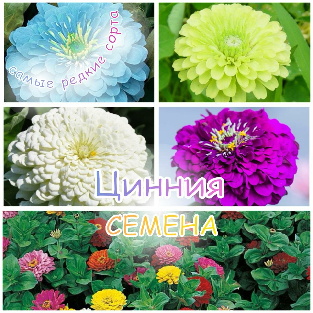 Цинния, редкий сорт, семена 20 шт.