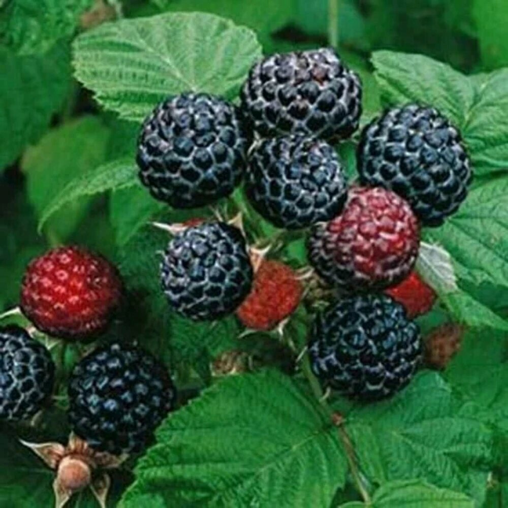 Малина черная Блэк Джевел / 1 шт, среднеспелый, морозостойкий сорт