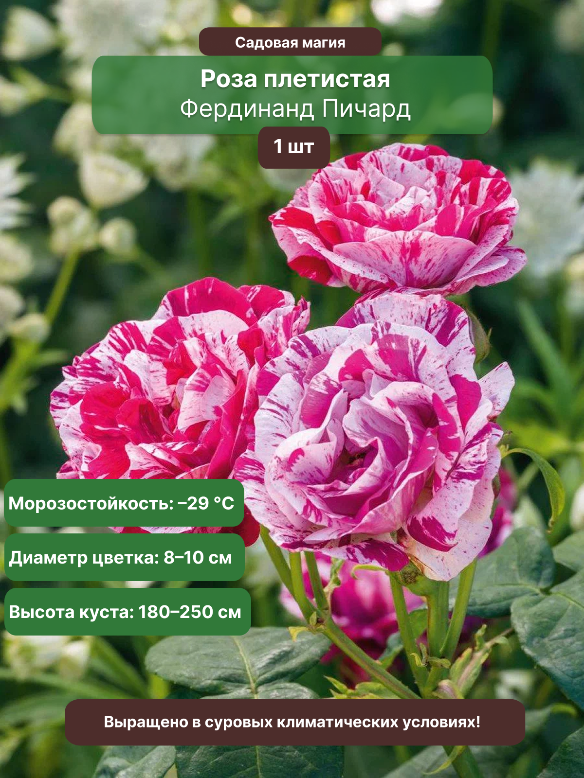 Роза плетистая "Фердинанд Пичард", многолетняя, высота до 40 см, ЗКС, 30-50 см