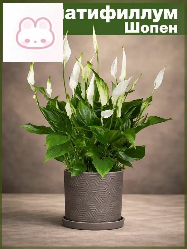 Стабилизированные цветы Колеус, 35 см, 300 гр, 1 шт