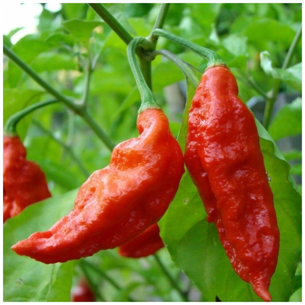 Семена Орешка Перец острый Bhut Jolokia red 5 ШТ