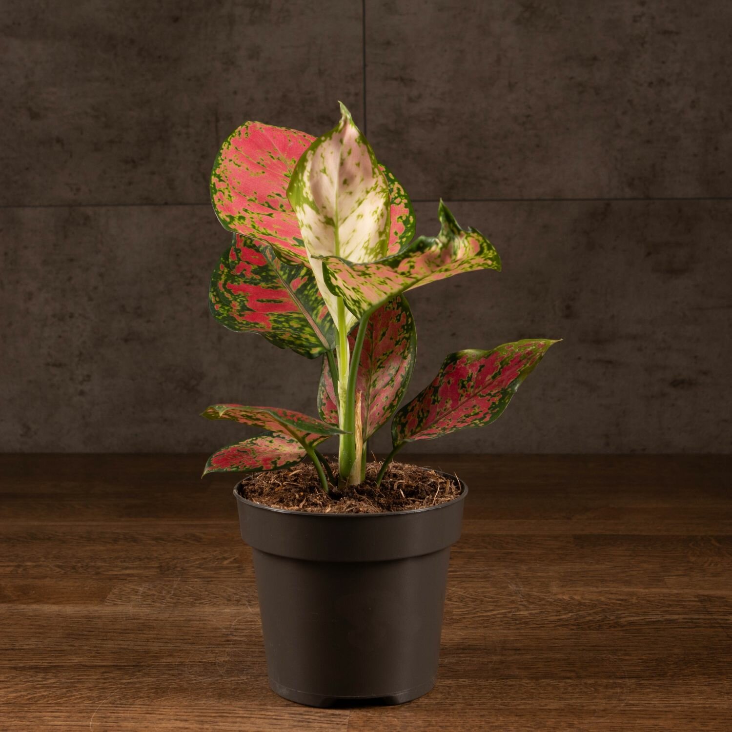 Аглаонема Споттед стар 30/12