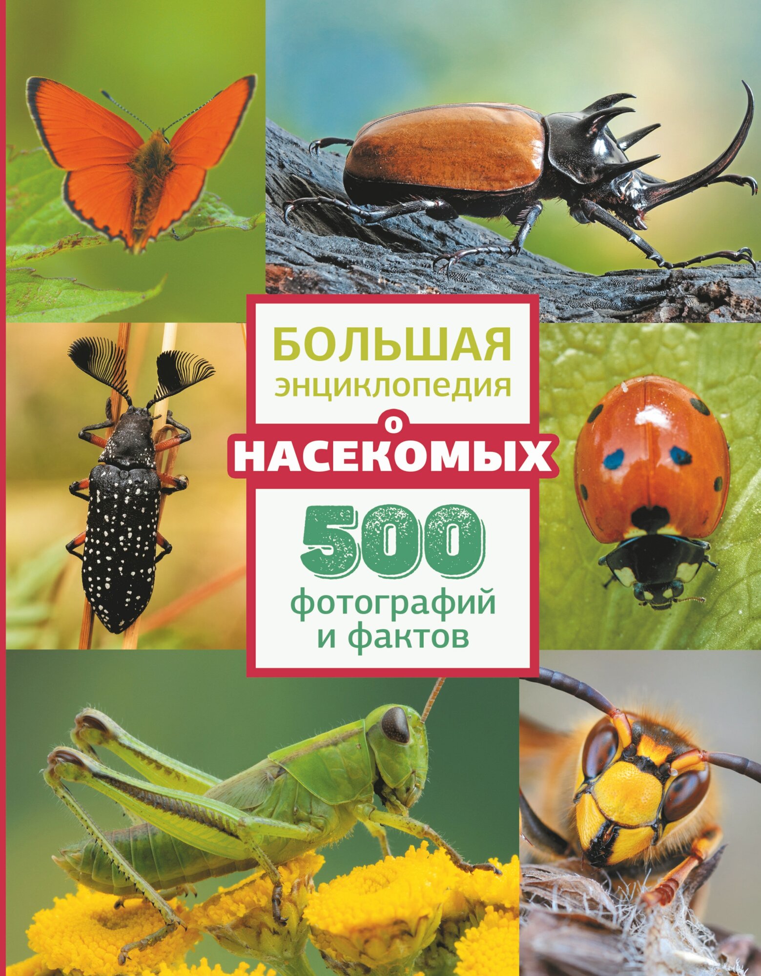 Книга "Большая энциклопедия о насекомых. 500 фотографий и фактов", издательство Аванта
