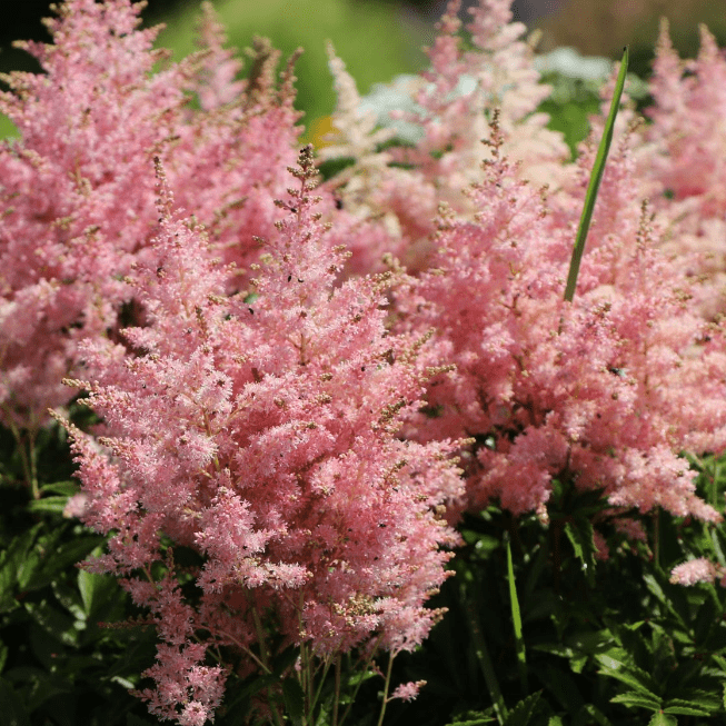 Астильба простолистная Хенни Графланд (1 корневище в горшке р9), Нидерланды