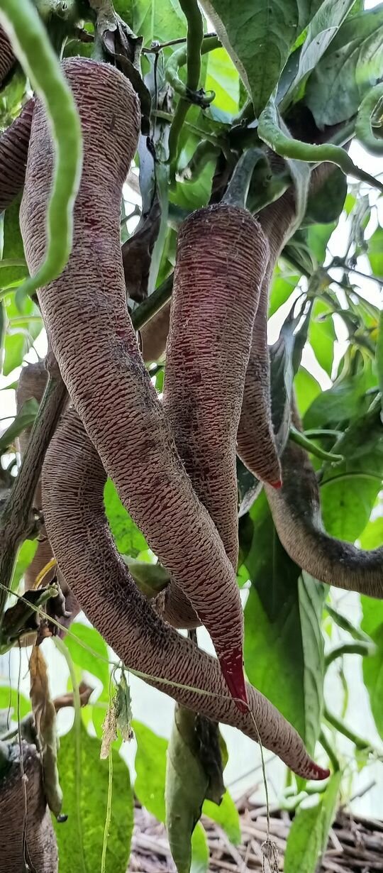 Семена Острого перца Elephant red 7шт+ бонус