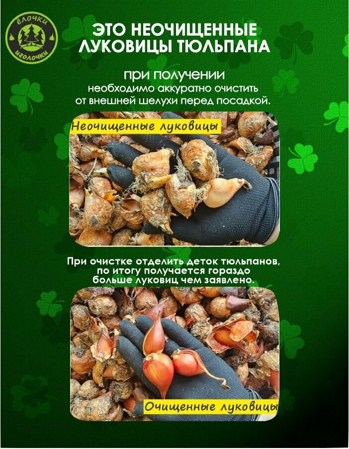 Тюльпан Луковица, Микс сортов, 10 шт неочищенные луковицы