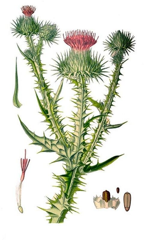 Татарник, трава, коробка, беловодье, 50 г