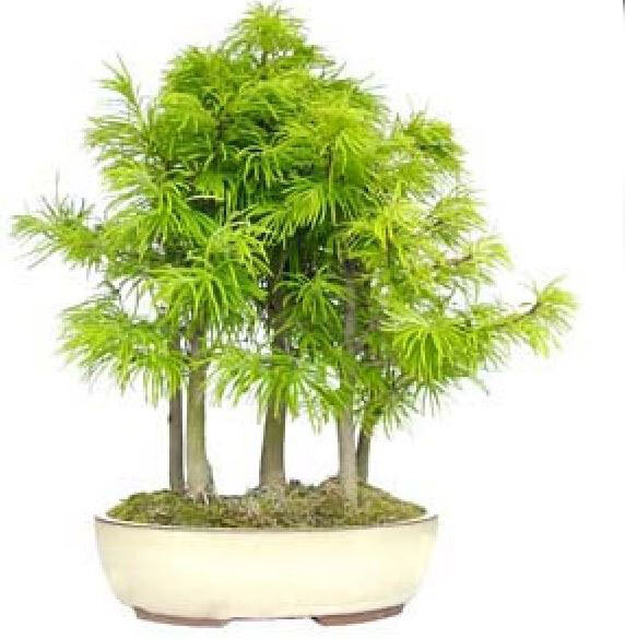 Лиственница роща хвойный бонсай - Bonsai Pseudolarix D20 H35