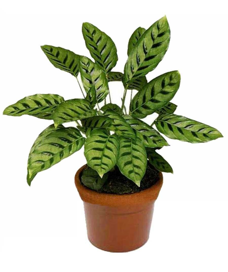 Калатея Литце - Calathea lietzei D12 H30