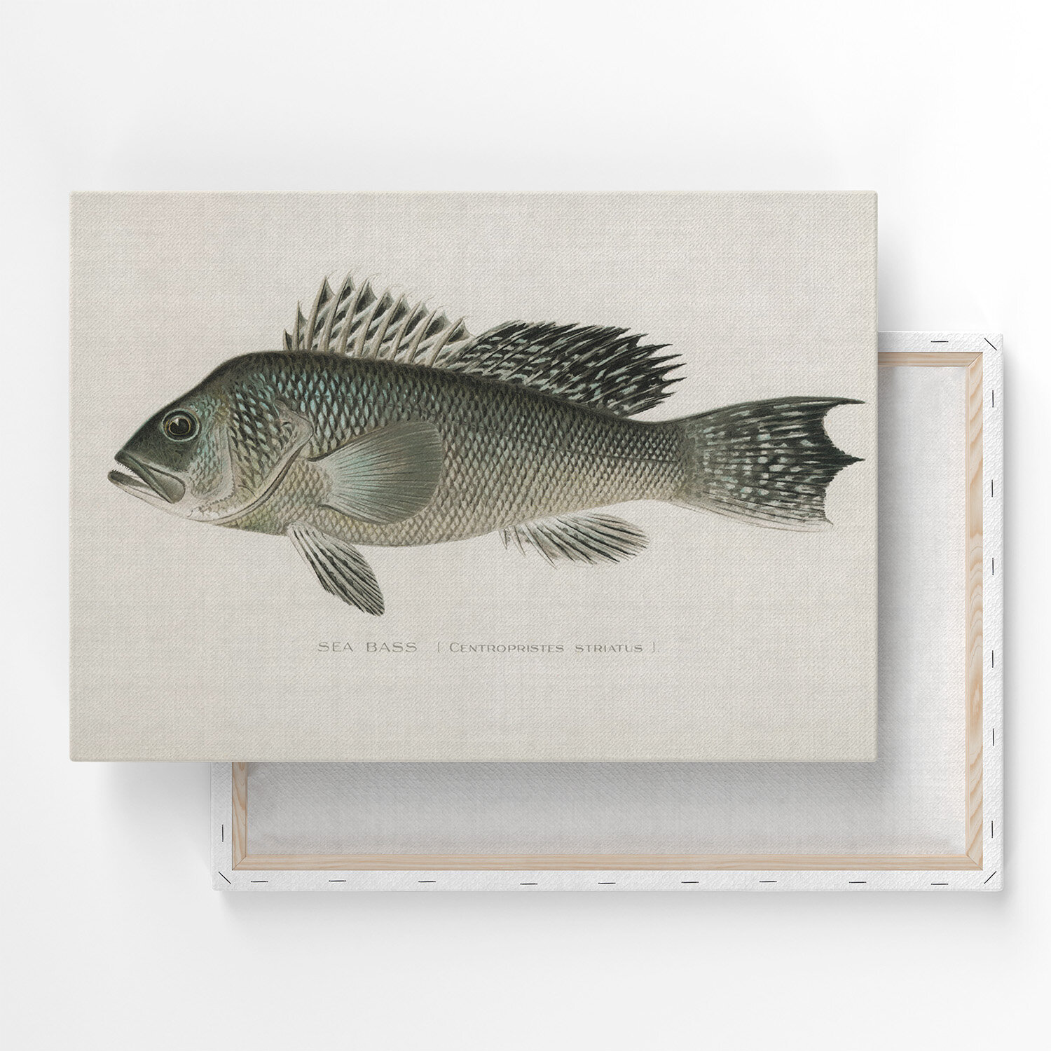 Картина на холсте, репродукция / Fish Illustrations / Размер 60 x 80 см