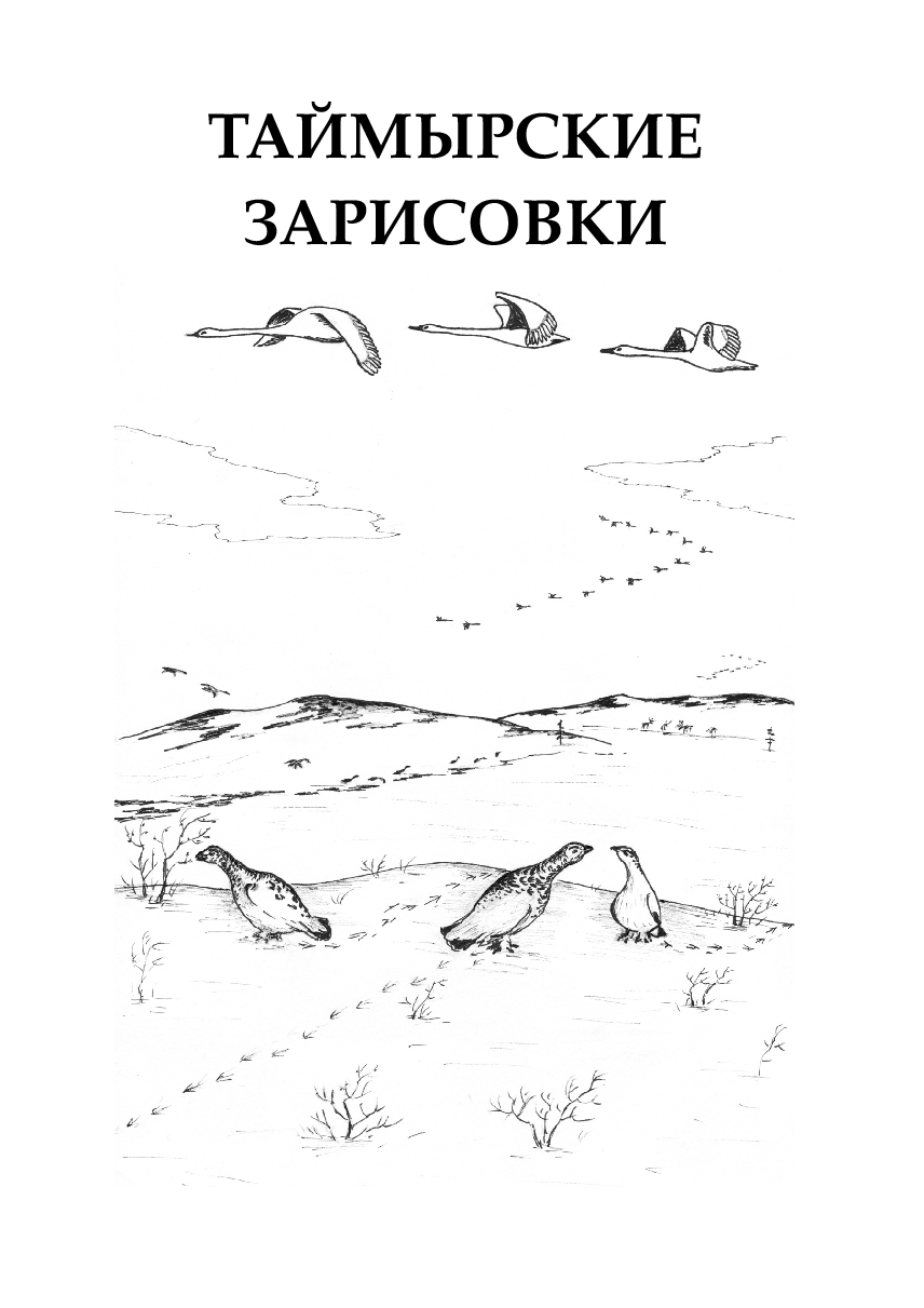 Одинокий полярный волк — фото 1