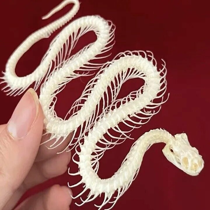 Образец черепа животного (около 5 см) - Змея