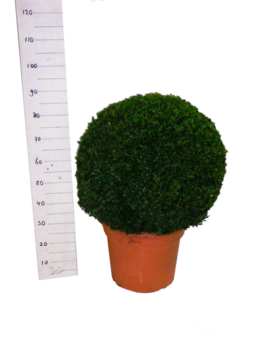 Самшит вечнозеленый (Буксус) - Buxus D40 H90