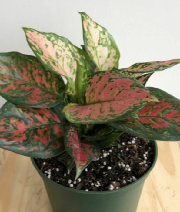 Аглаонема Ред Валентин