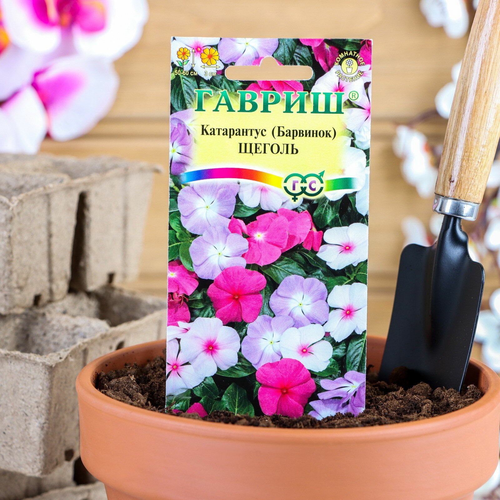 Семена комнатных цветов Барвинок "Щеголь", 0.05 г, цветение период: август