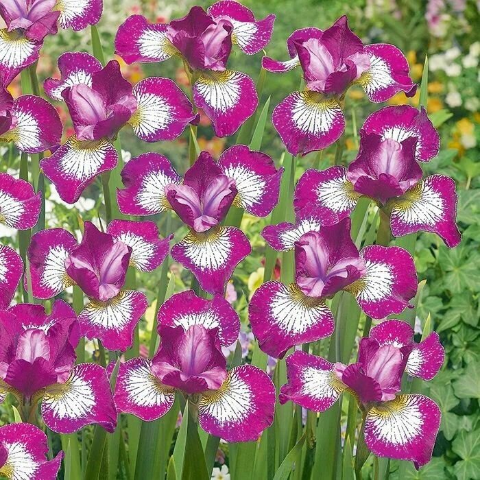 Ирис сибирский Курьер луковицы, клубни, корни цветов