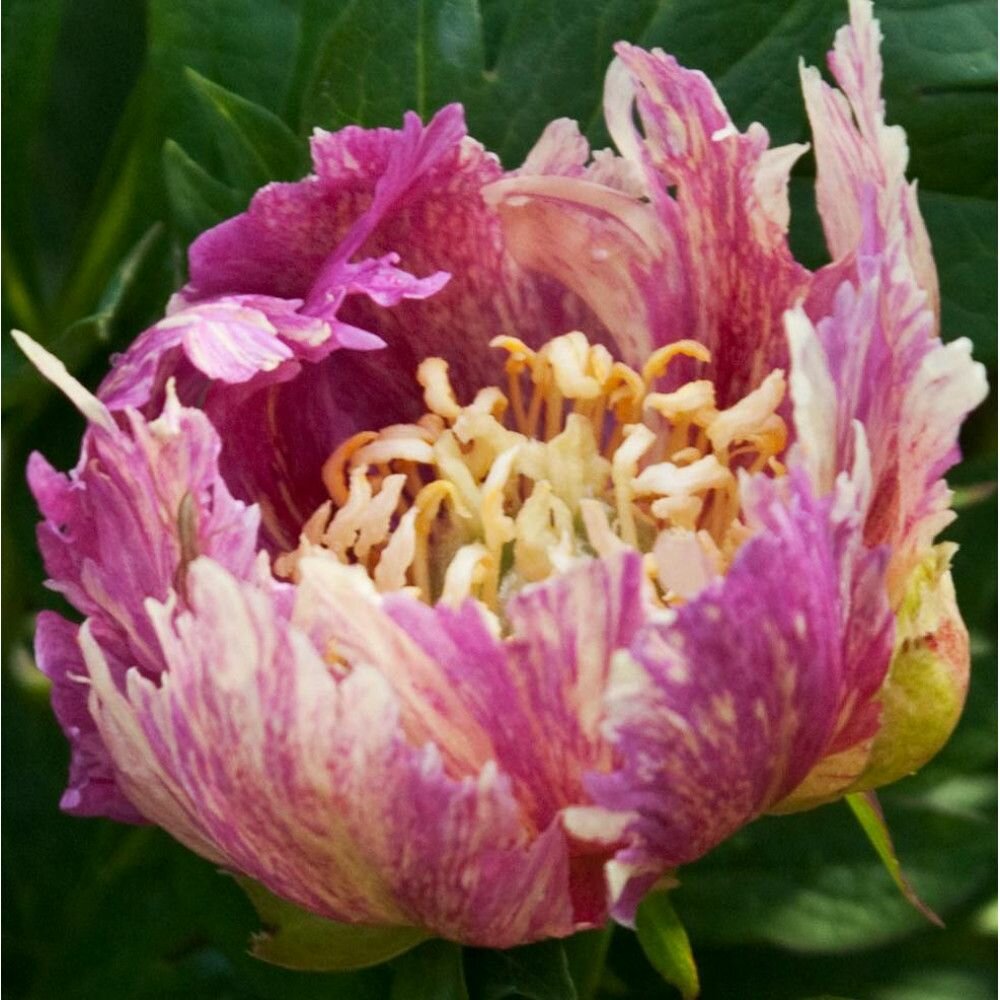 Пион Андерсонс Калейдоскоп 1шт