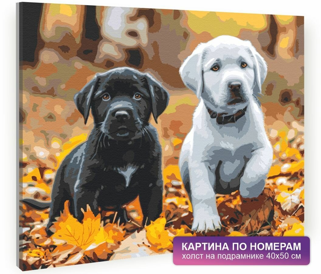 Картина по номерам на холсте с подрамником 40х50 см. Природа, животные, рыбы, птицы. Собаки, щенки. "Лабрадор", арт. 5303/