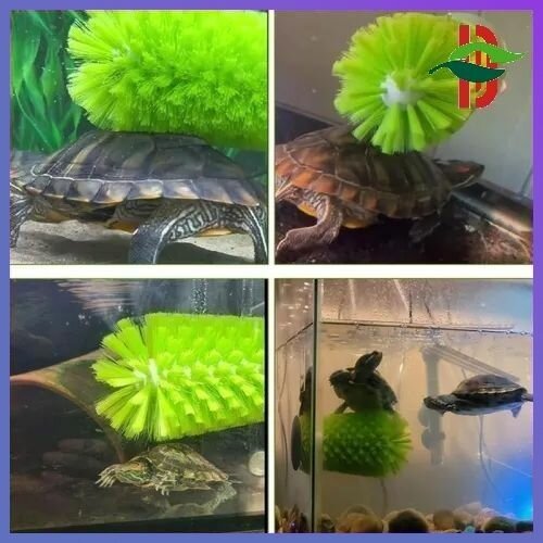 Зеленая щетка для чистки панциря черепах с присоской - отшелушивающий уход за спиной аквариумных черепах