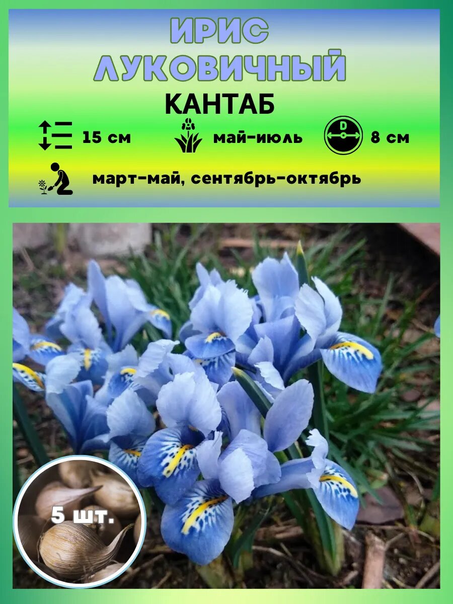 Ирис луковичный, луковицы 5 штук