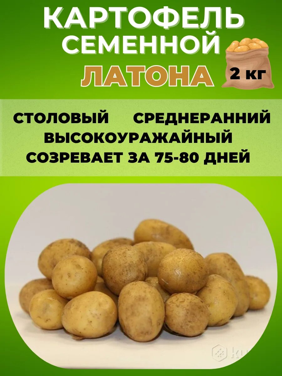 Картофель семенной на посадку, 2 кг