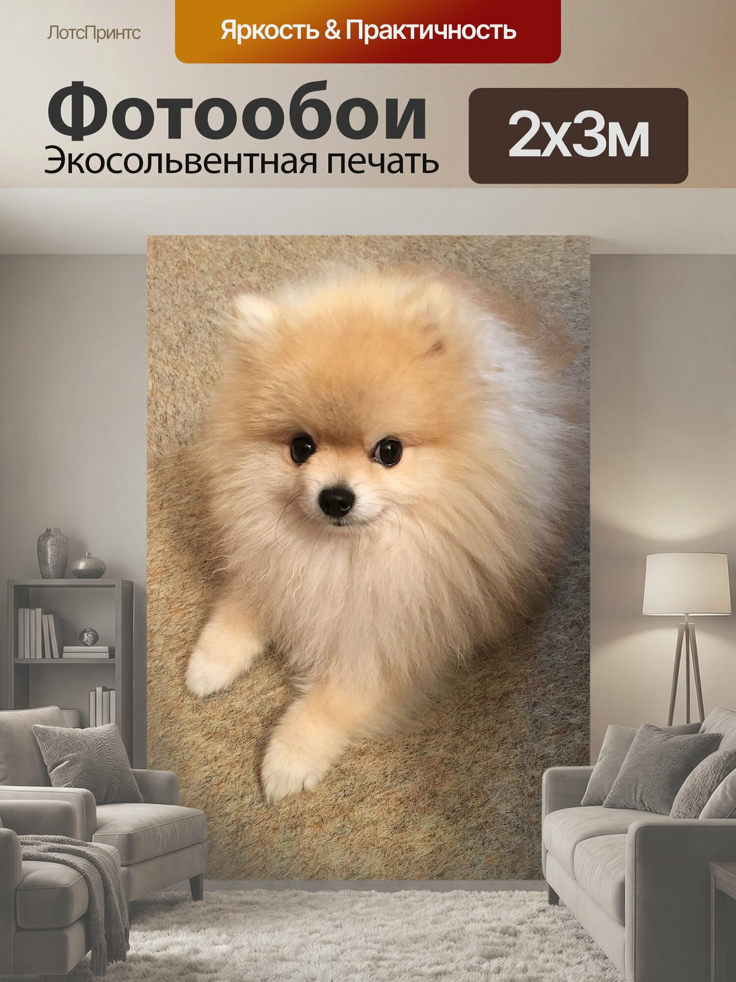 Фотообои "Карликовый шпиц, домашнее животное, маленькая собака" 200x300 см. экосольвентная печать