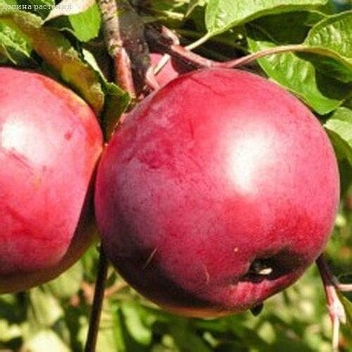 Яблоня Белорусское Сладкое/Зимняя (1 саженец), Россия