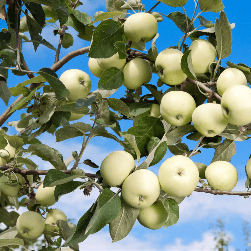 Яблоня Белый Налив/Летняя (1 саженец), Россия