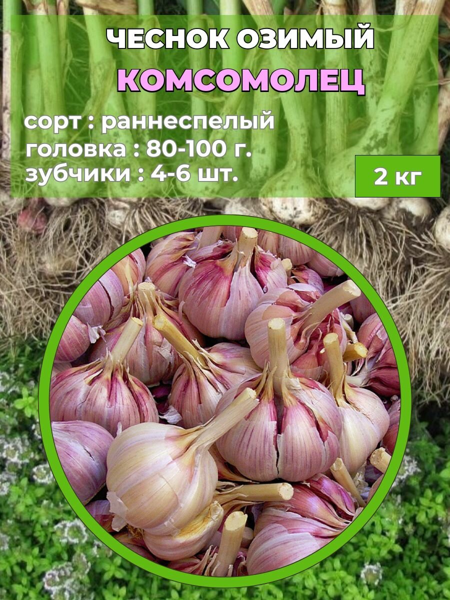 Чеснок озимый на посадку, 2 кг.